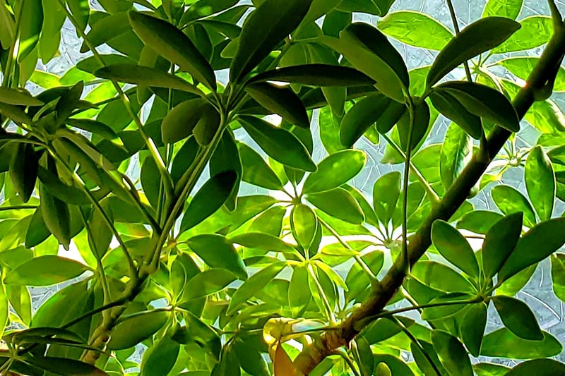 Villager Nursery | Mountain Gardens | Botanical Nursery, Garden Gifts ...